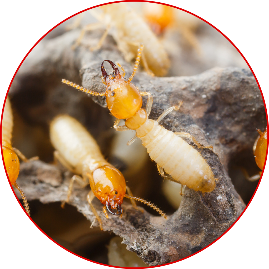 Termite Inspection - Termite Solutions Victoria